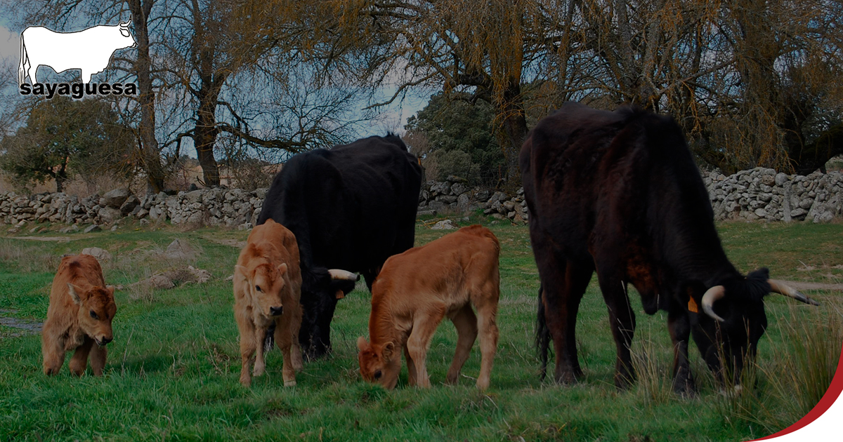 Asociación Española de Criadores de Ganado Selecto Raza Sayaguesa ...