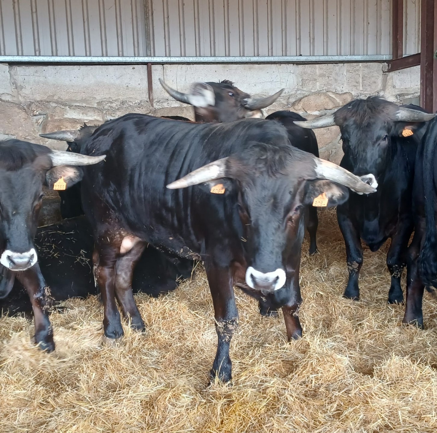 Concurso Morfológico Nacional de la Raza Sayaguesa 2022 | razasayaguesa.org