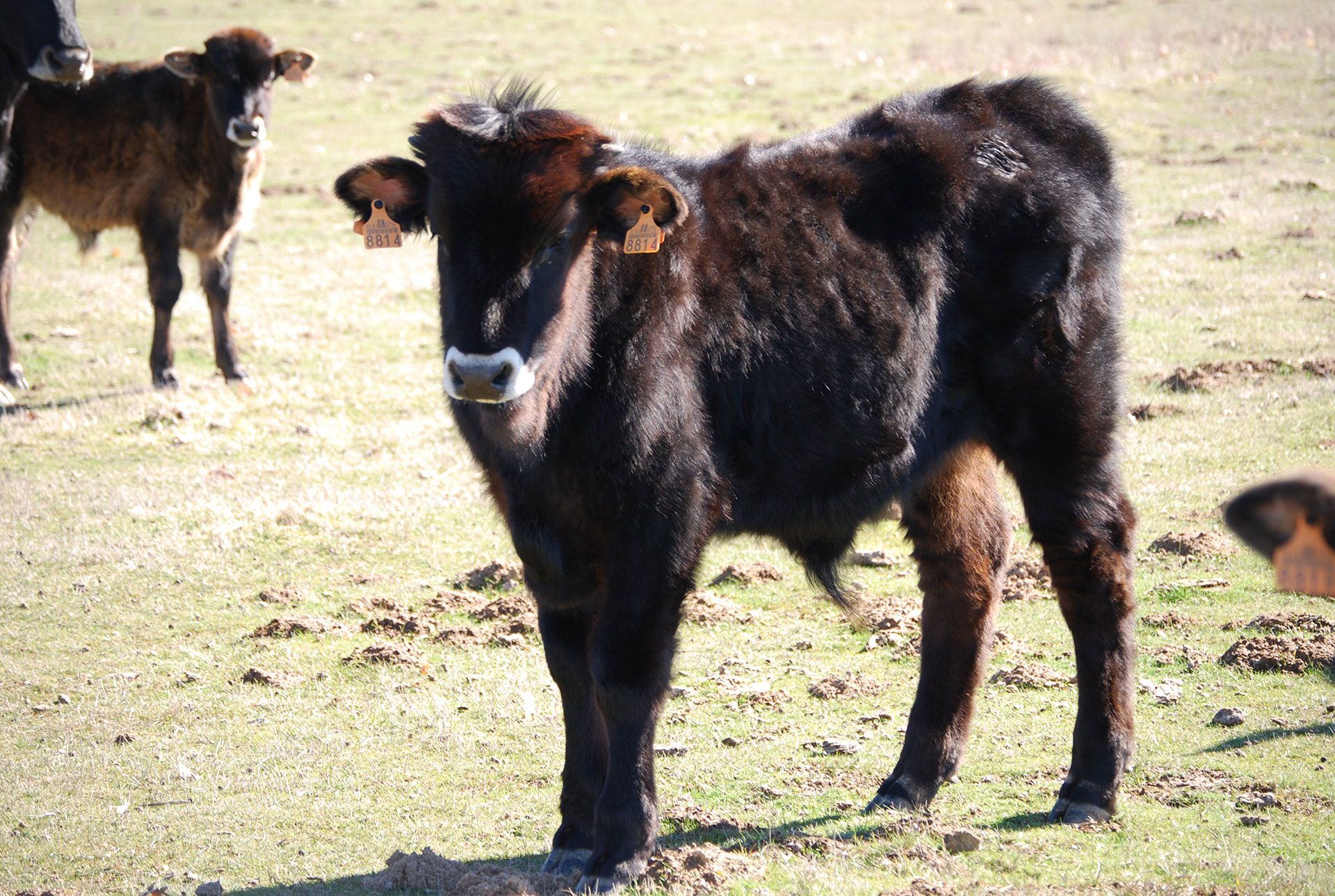 Entrevista a criadores de la Raza Sayaguesa en la 8 Zamora ...